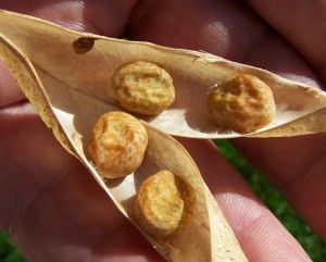 Kollumer Zoete Grauwe Erwt - Erkend Streekproduct