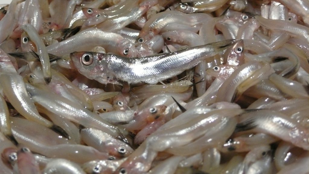 Spiering van de Goede Vissers - Erkend Streekproduct