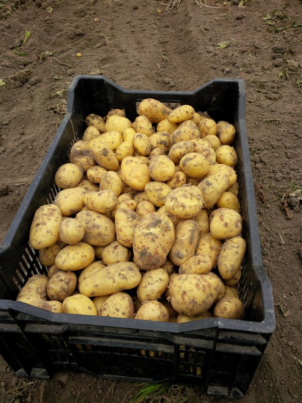 Berlikumer geeltje - Erkend Streekproduct