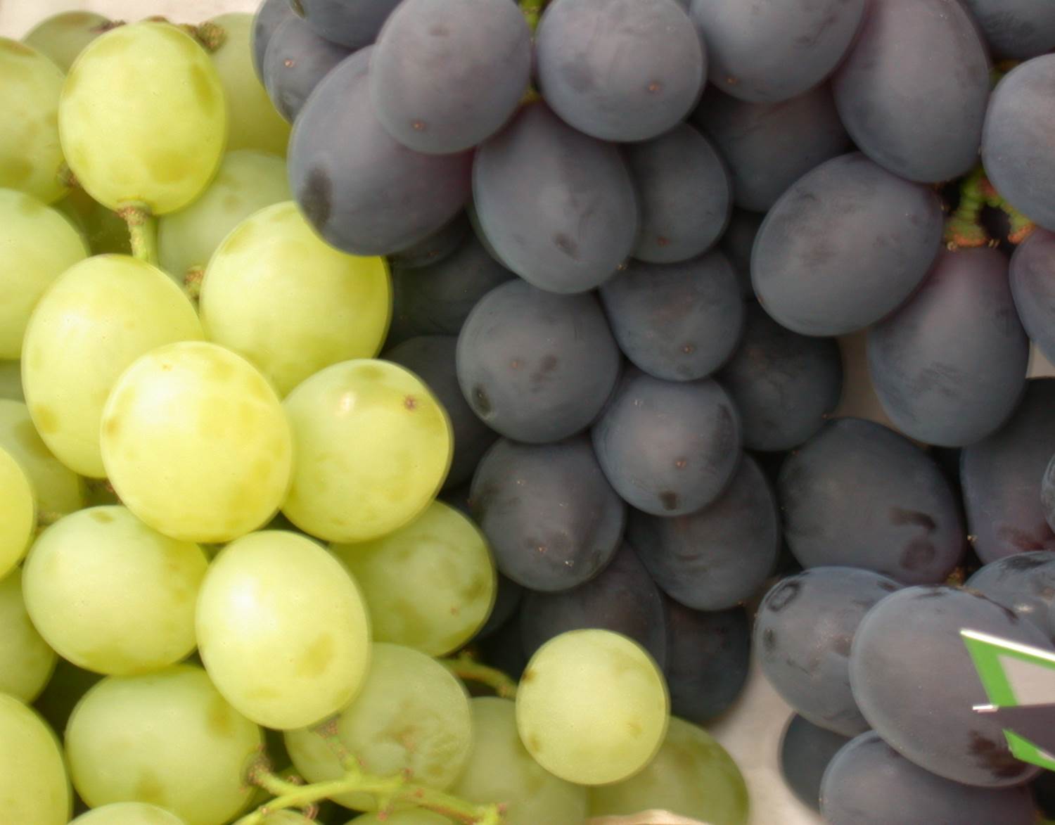 Westlandse druiven - Erkend Streekproduct